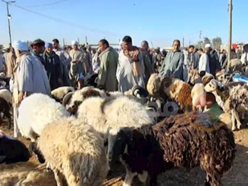 بورصة الأضاحي في أسيوط.. البقري بـ 190 جنيهاً والخراف تُسجل 240 للقائم